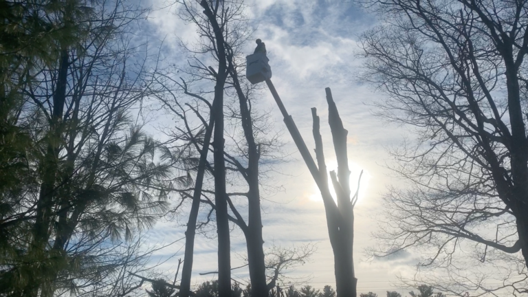 Forestry & Tree Care Bucket Trucks | Dur-A-Lift